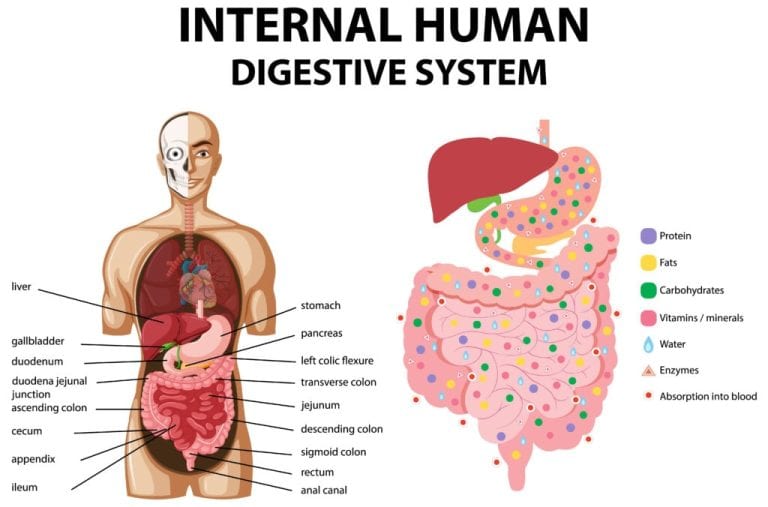 Human Digestive System Diagram: Complete Organ Map
